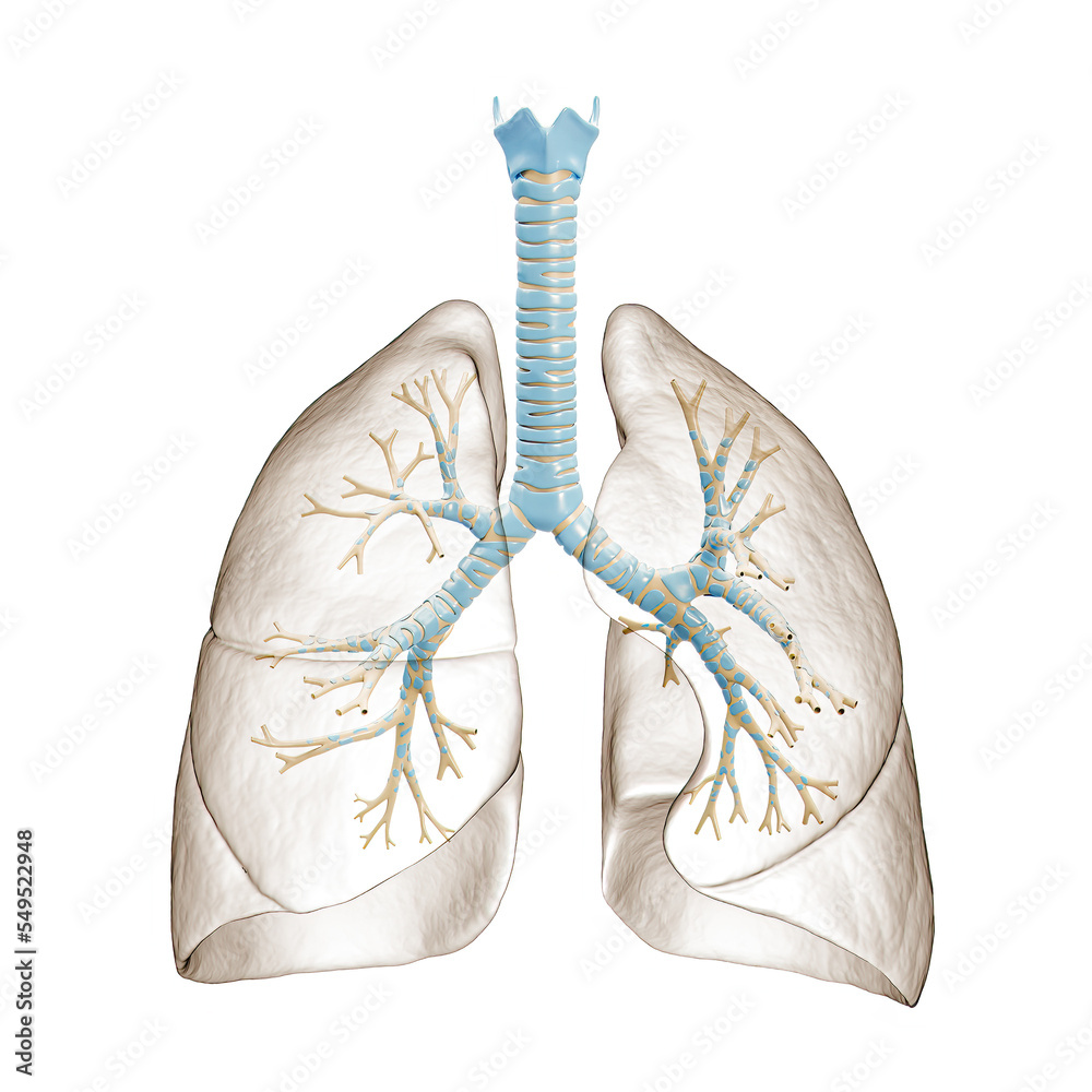 Human lungs with bronchial tree or trachea with bronchi 3D rendering ...