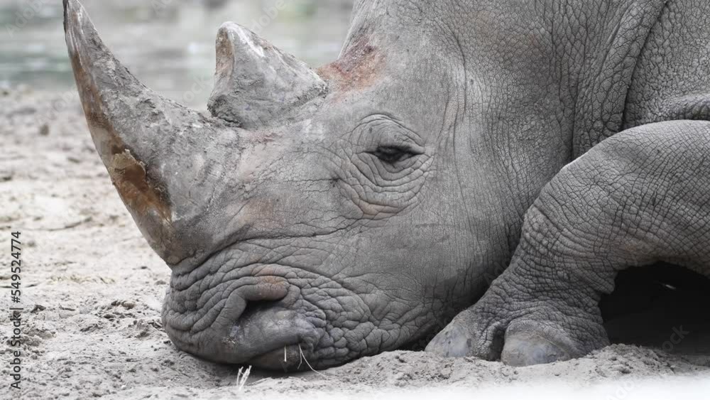 Close-up view of white rhinoceros (Ceratotherium simum, also known as ...