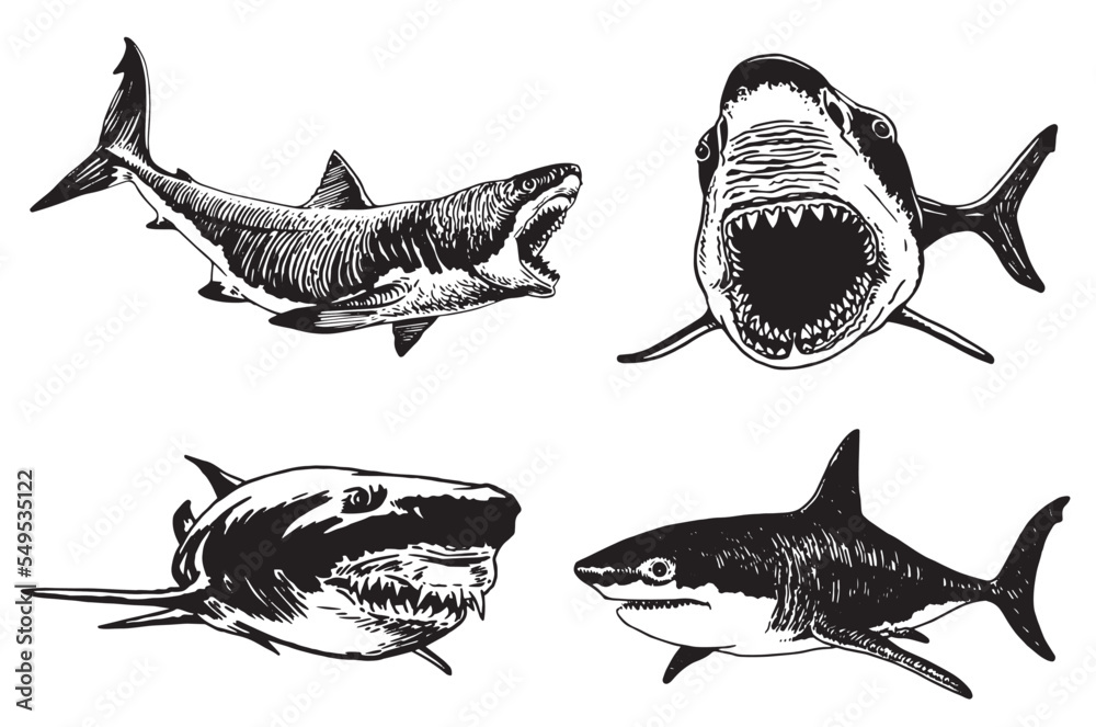 Graphical set of sharks isolated on white background,vector elements ...