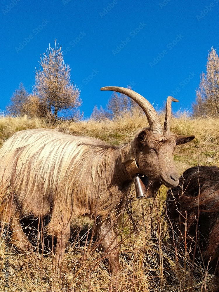 Foto de goat on the farm, Orobic goat, Italian Orobic breed, goat from ...
