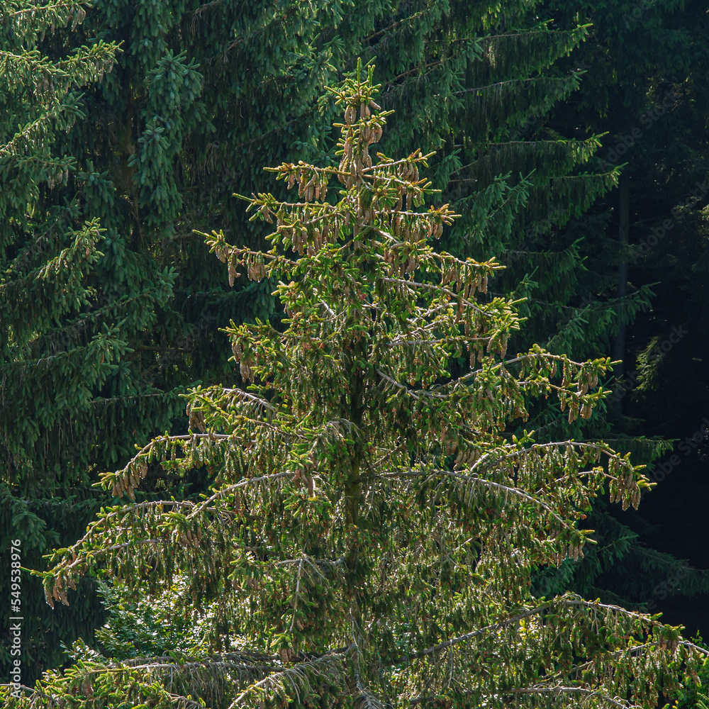 Nadelbaum mit Zapfen, alter großer Nadelbaum Stock Photo | Adobe Stock