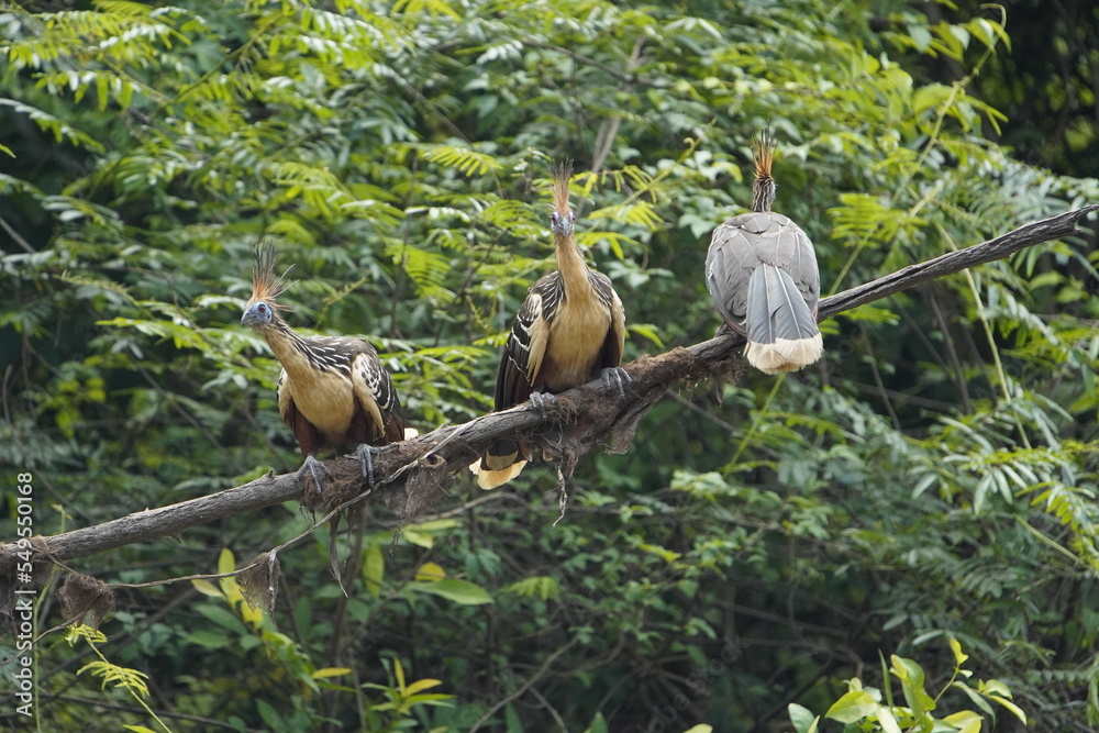 Hoatzin (Opisthocomus hoazin), also known as the reptile bird, skunk ...
