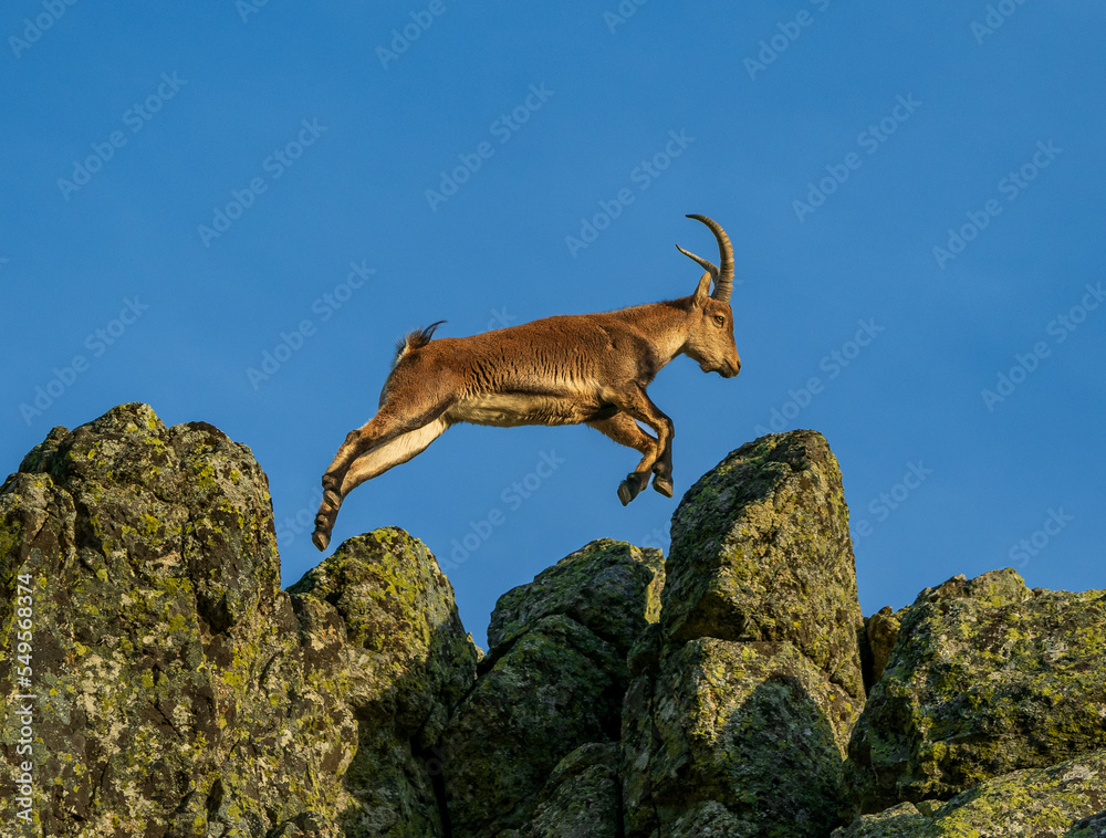 Foto de Cabra montesa saltando en las rocas de la montaña do Stock ...