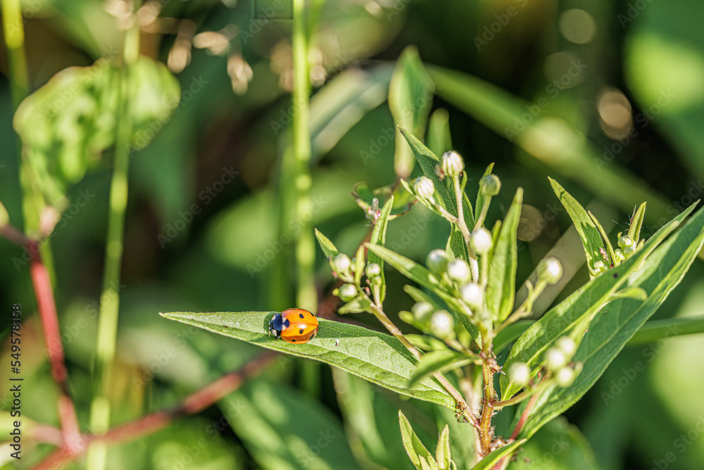 Seven-spotted lady beetle, Coccinella septempunctata, introduced into ...