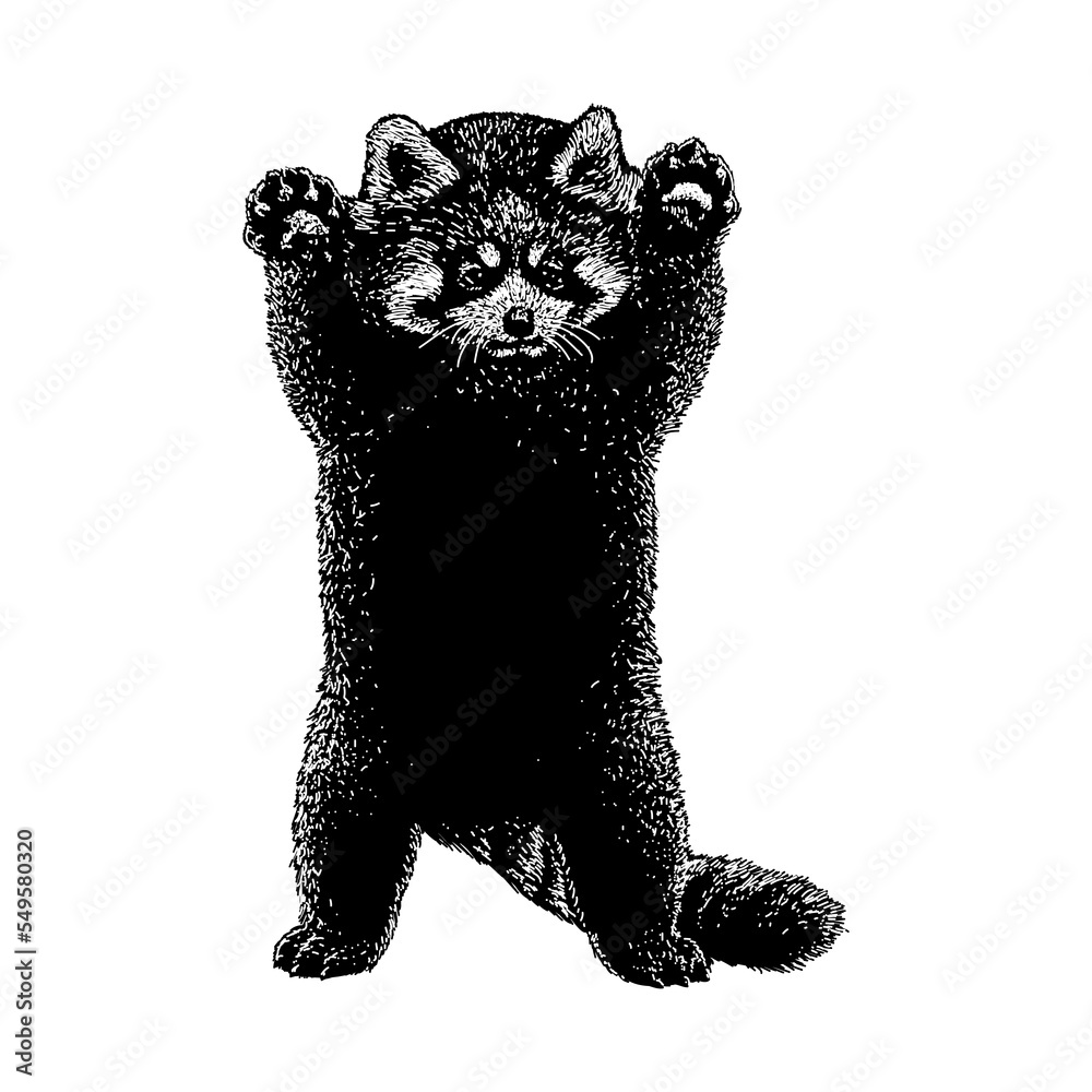 Red Panda hand drawing vector illustration isolated on background ...