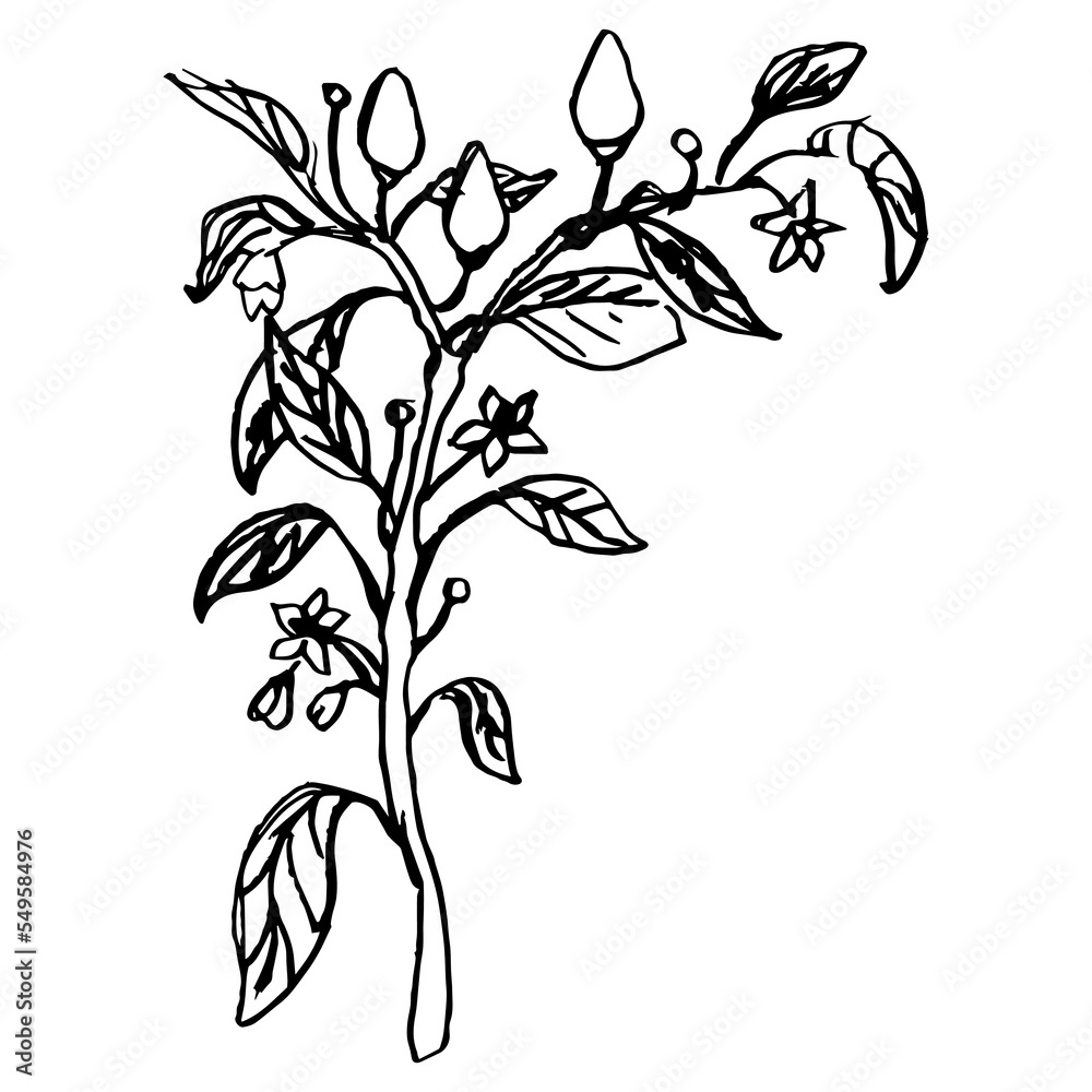 Single blooming branch of Chili Pepper plant. Botanical border ...