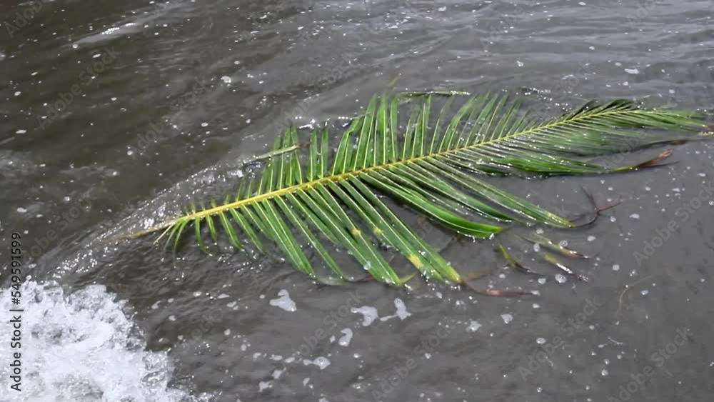 Fallen palm leaf floats in the sea and is washed over by the waves and ...