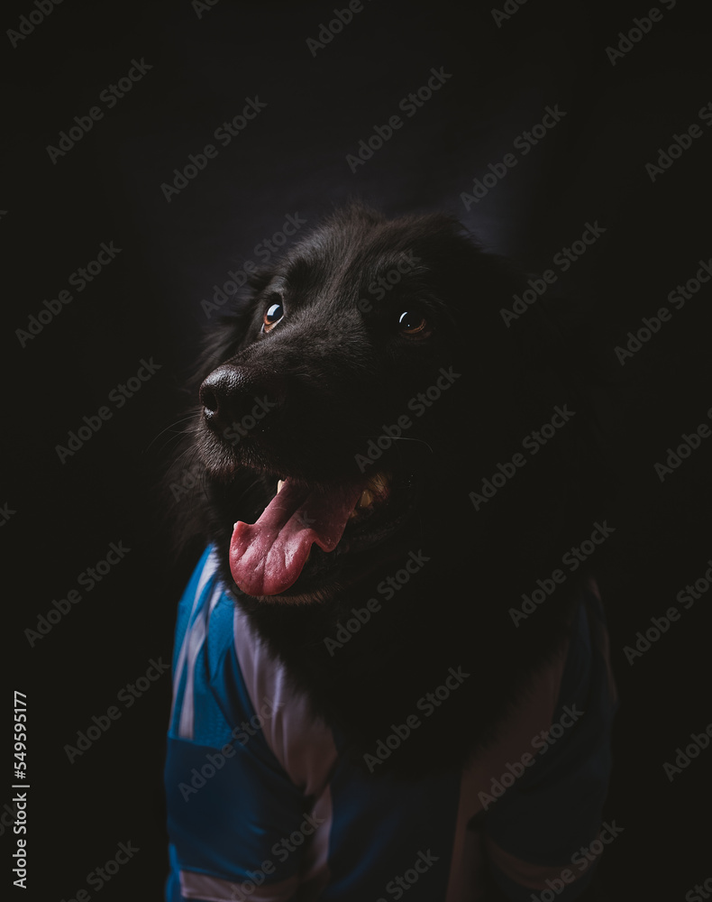 Dog wearing an Argentina shirt. Dog cheering for the Argentina team in ...