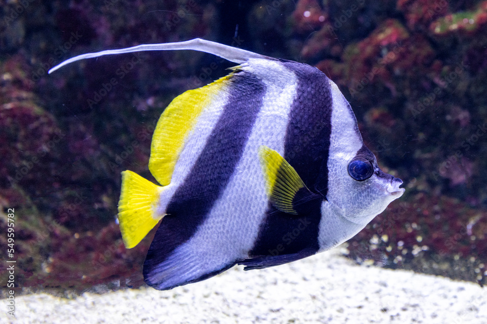 Common Bannerfish in tropical aquarium Stock Photo | Adobe Stock