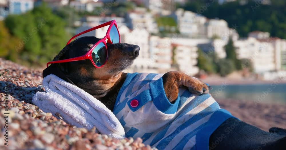 Video Stock Dog in striped clothes bright sunglasses lies beach by sea ...
