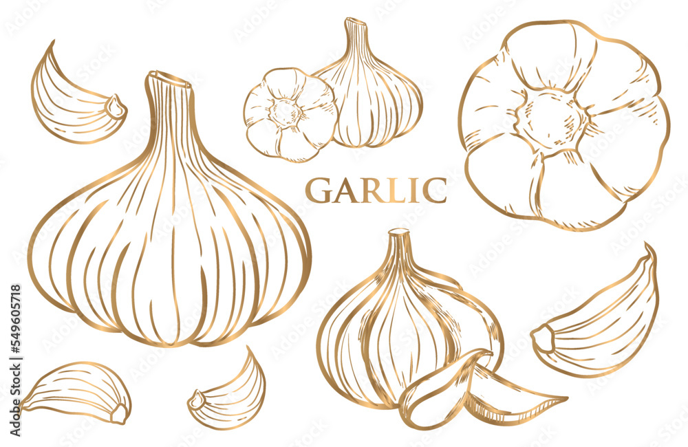 golden garlic line drawing vector on white background Stock Vector ...