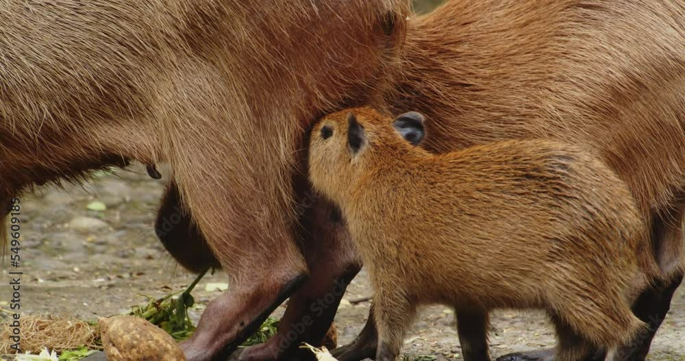 Capybara Pup Reaching His Mother and Eating Milk From Her, Close Up ...