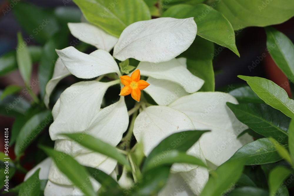 Cambodia. Mussaenda is a genus of flowering plants in the family ...