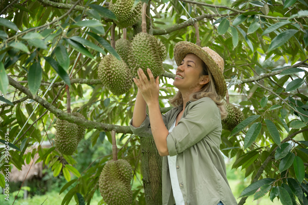 Happy young asian woman farmer holding durian in durian plantation ...