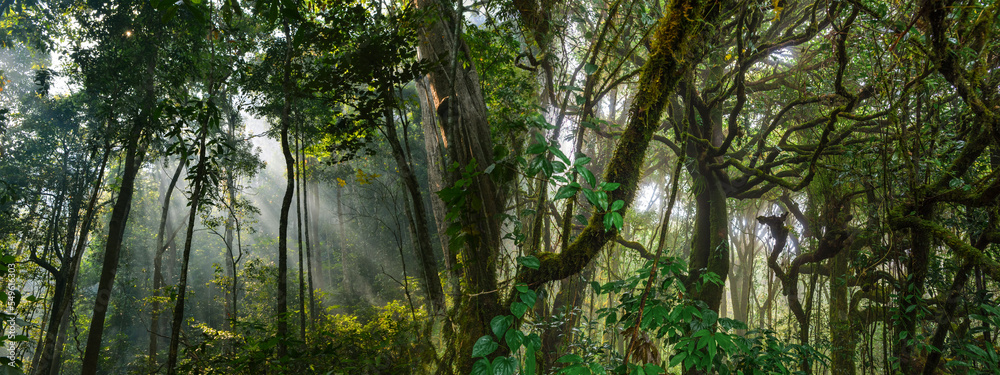 panorama banner background of tropical forest landscape scene for using ...