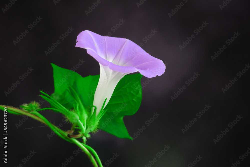Foto de Wild Japanese morning glory flowers (Ipomoea nil) is a species ...