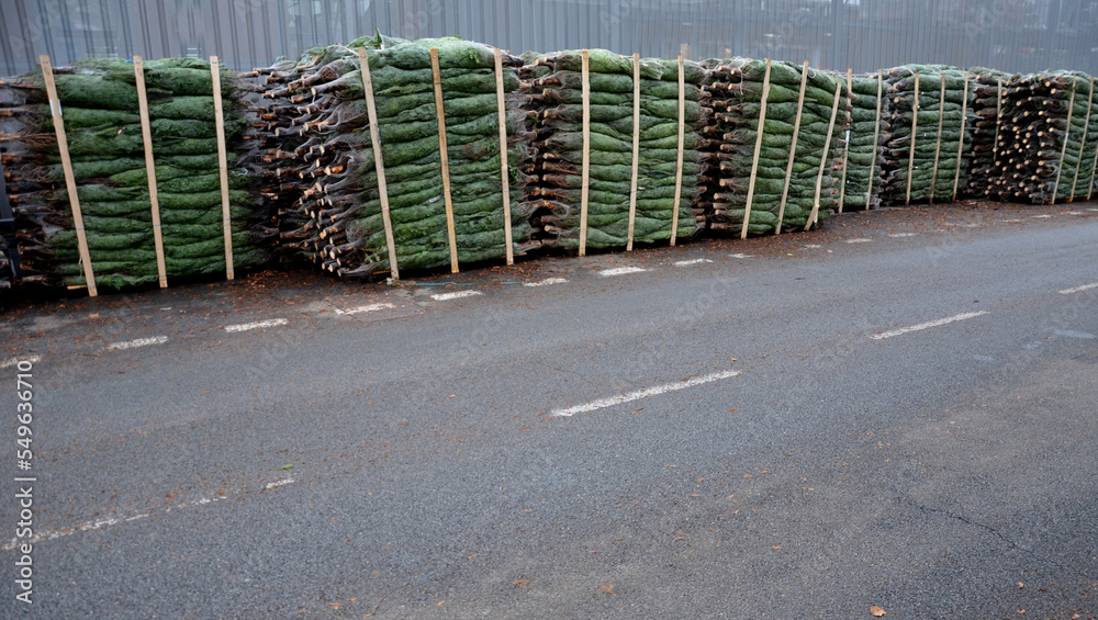 Caucasian fir like cut Christmas tree from a plantation somewhere in ...