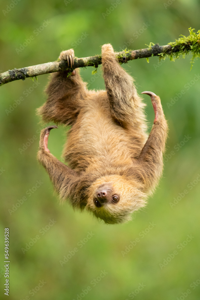 Hoffmann's two-toed sloth (Choloepus hoffmanni), also known as the ...