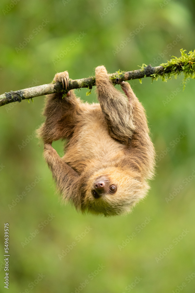 Hoffmann's two-toed sloth (Choloepus hoffmanni), also known as the ...
