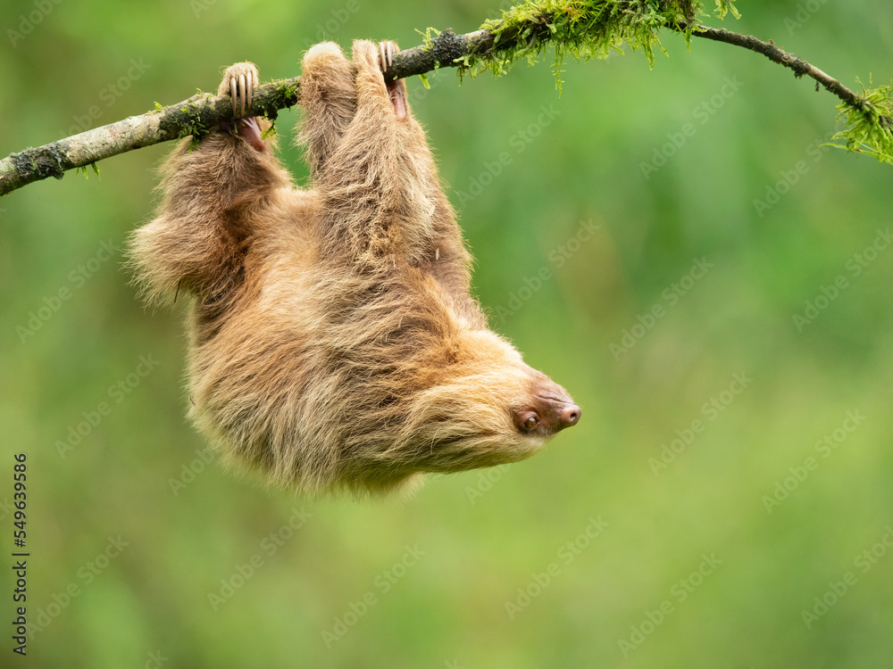 Hoffmann's two-toed sloth (Choloepus hoffmanni), also known as the ...