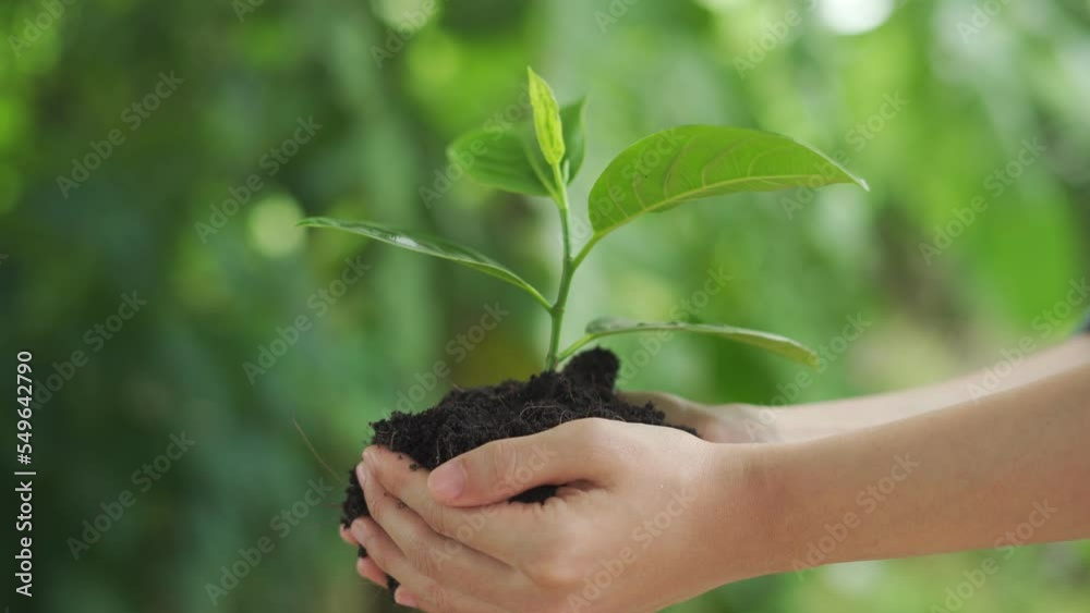 woman holding young tree ready to grow in fertile soil, prepare for ...