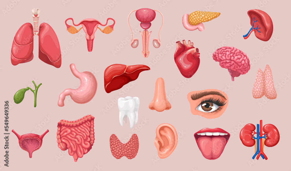Healthy internal organs of digestive, urinary, male and female ...