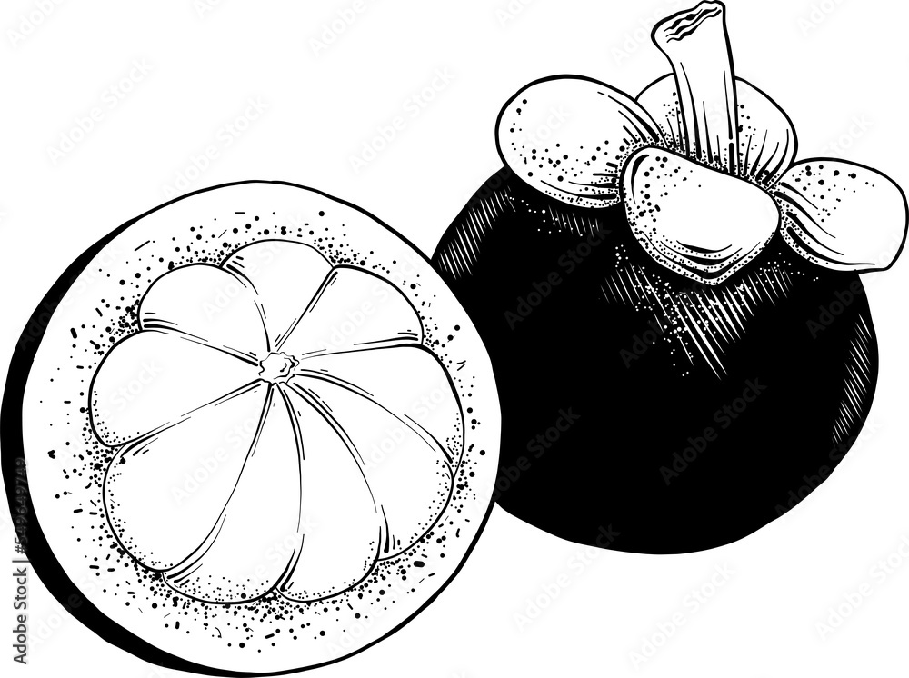 PNG engraved style illustration for posters, decoration and print. Hand ...