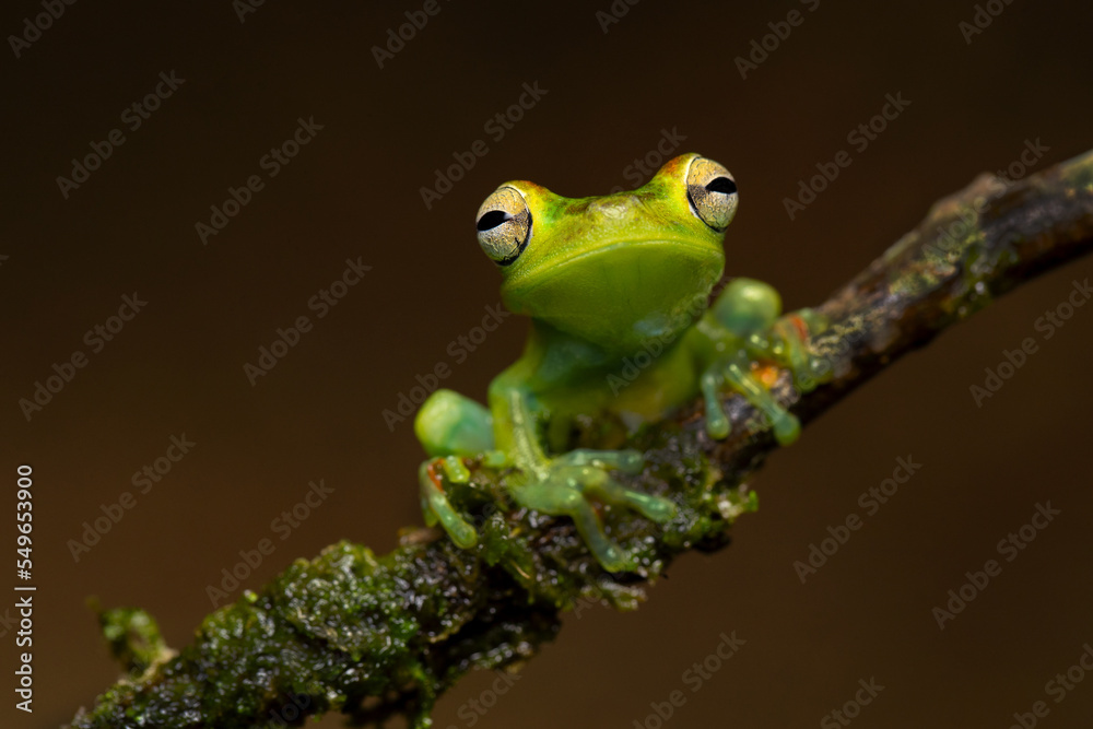 Canal Zone tree frog (Boana rufitela) is a species of frog in the ...