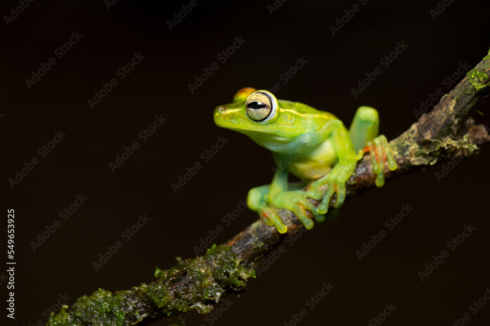 Canal Zone tree frog (Boana rufitela) is a species of frog in the ...