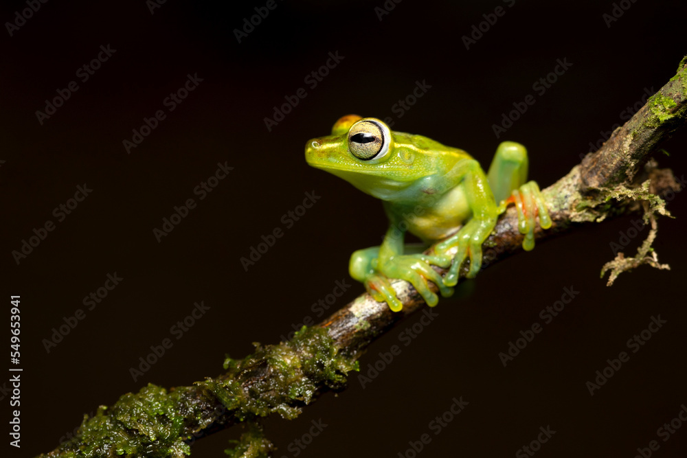 Canal Zone tree frog (Boana rufitela) is a species of frog in the ...