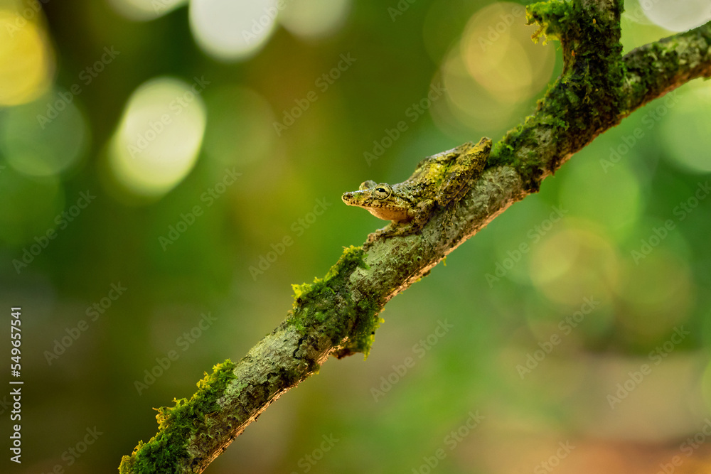 Scinax boulengeri (commonly known as Boulenger's snouted tree frog) is ...