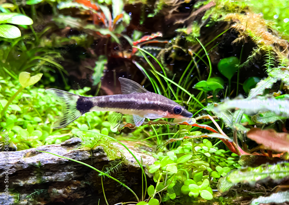 Otocinclus affinis in aquarium - one of the smallest known suckermouth ...
