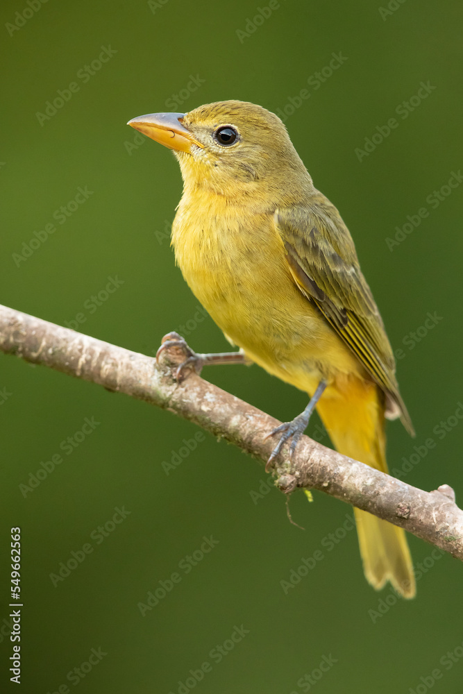 Summer tanager (Piranga rubra) is a medium-sized American songbird ...