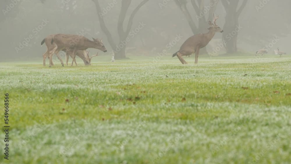 Wild deer defecating or peeing while grazing on green lawn, foggy ...