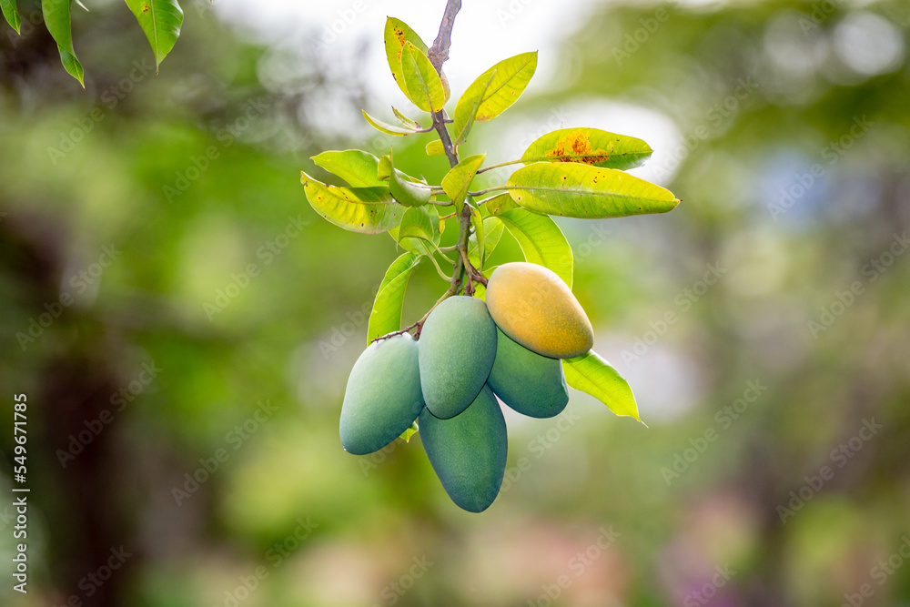Tropical mango fruit numerous on the tree in harvest season, known as ...