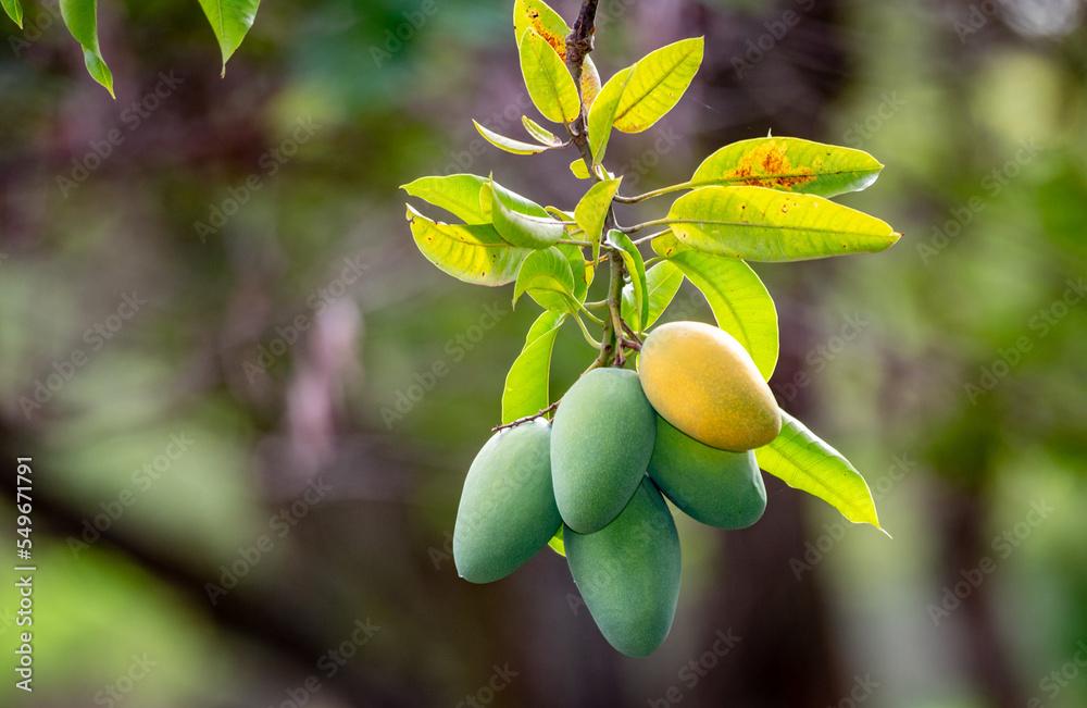 Tropical mango fruit numerous on the tree in harvest season, known as ...