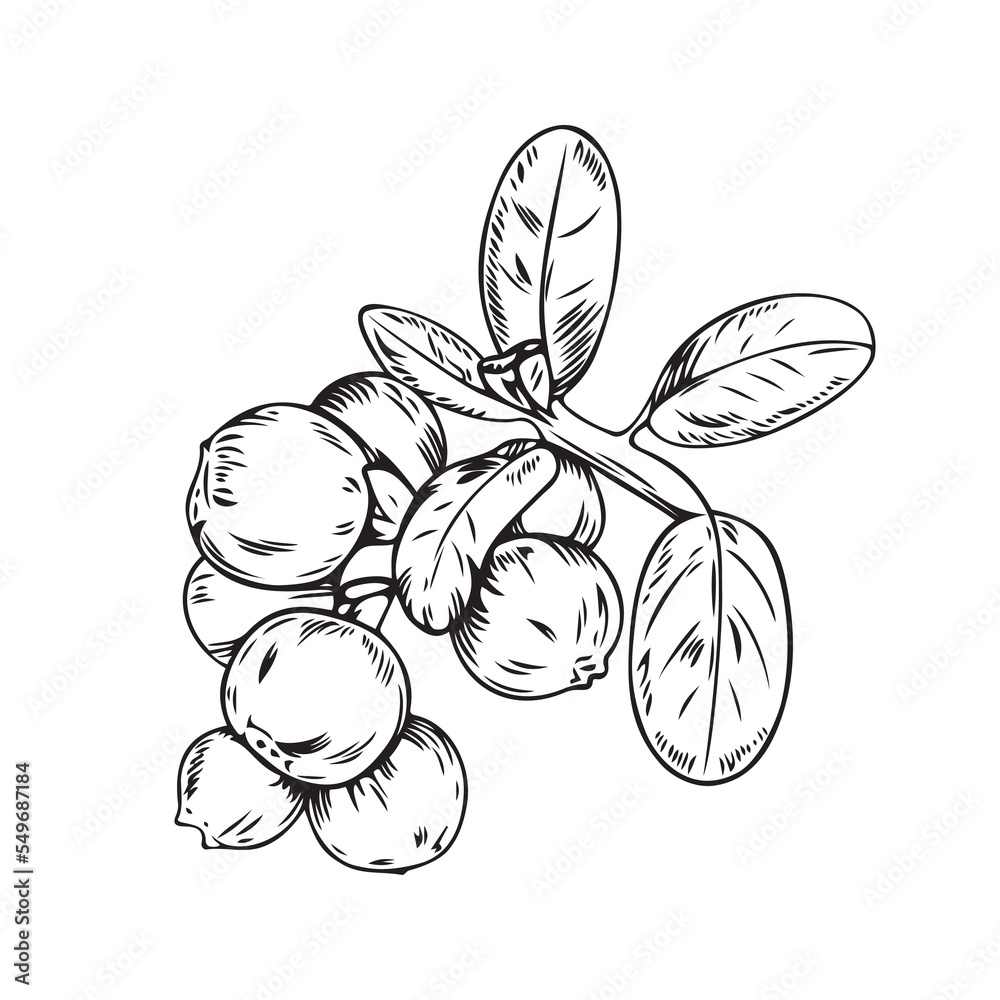 Vector black line illustration of bearberry branch withe berries ...