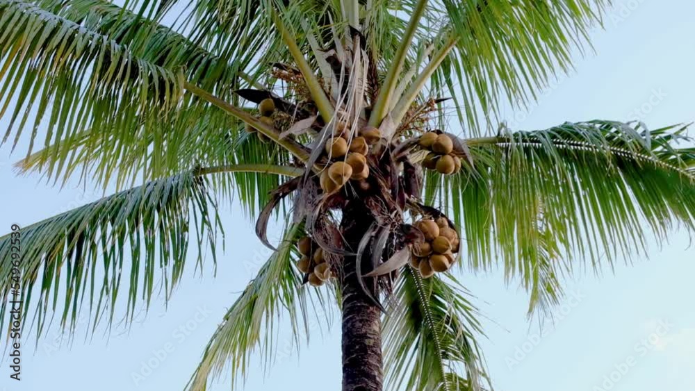 Coconut palm tree loaded with clusters of fresh coconuts, slim and ...