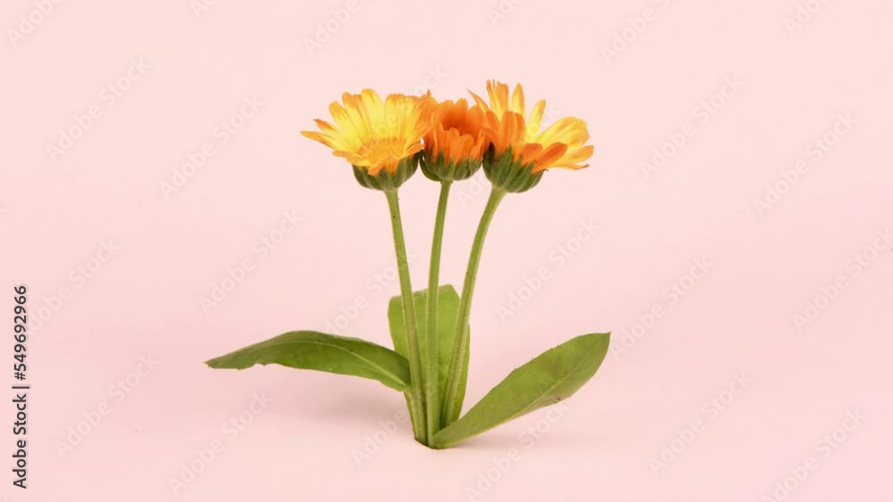 Time lapse Three Calendula. Calendula officinalis. Calendula flower and ...