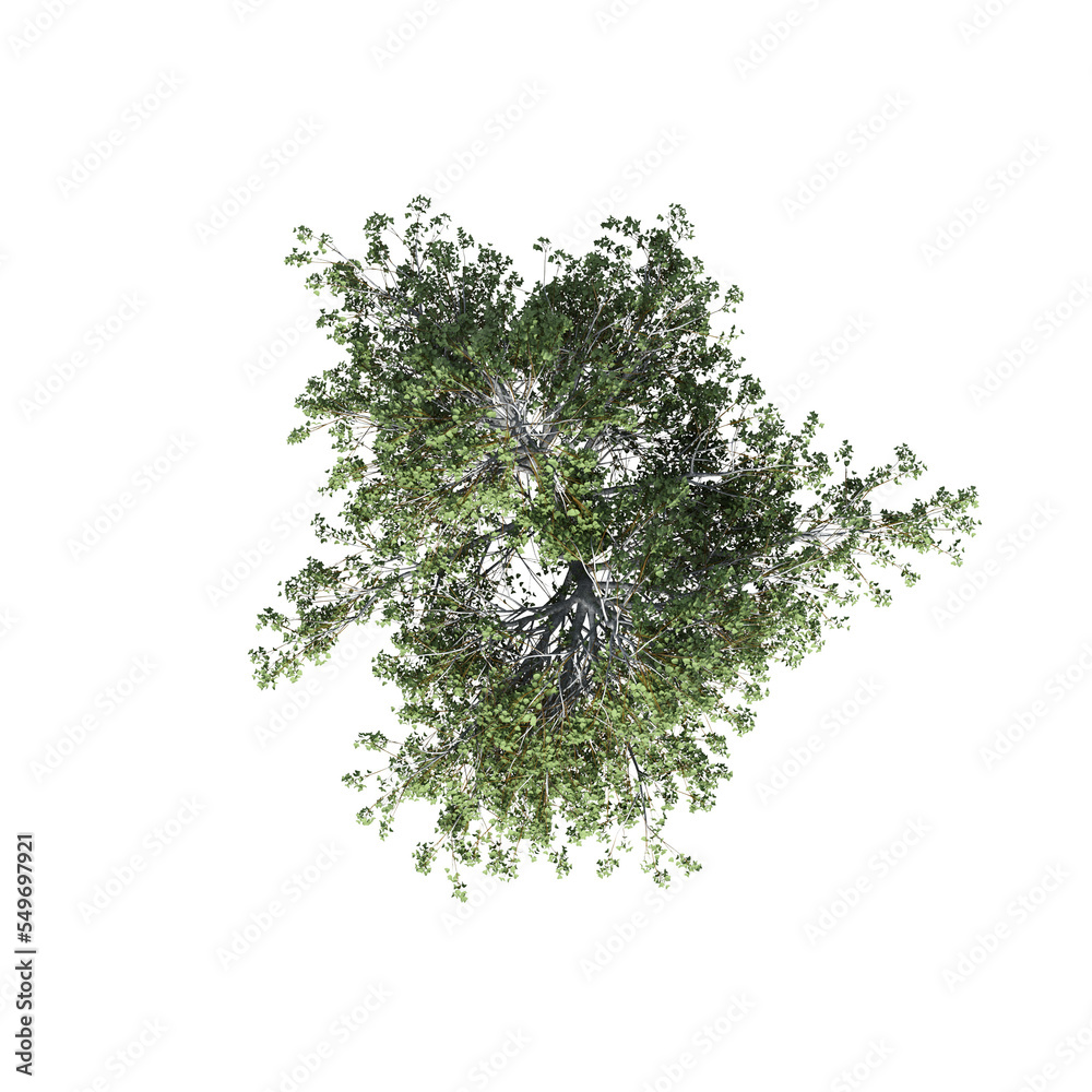 tree top view, isolate on a transparent background, 3d illustration ...