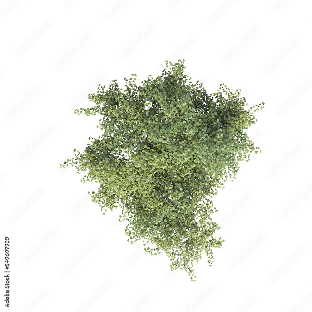 tree top view, isolate on a transparent background, 3d illustration ...