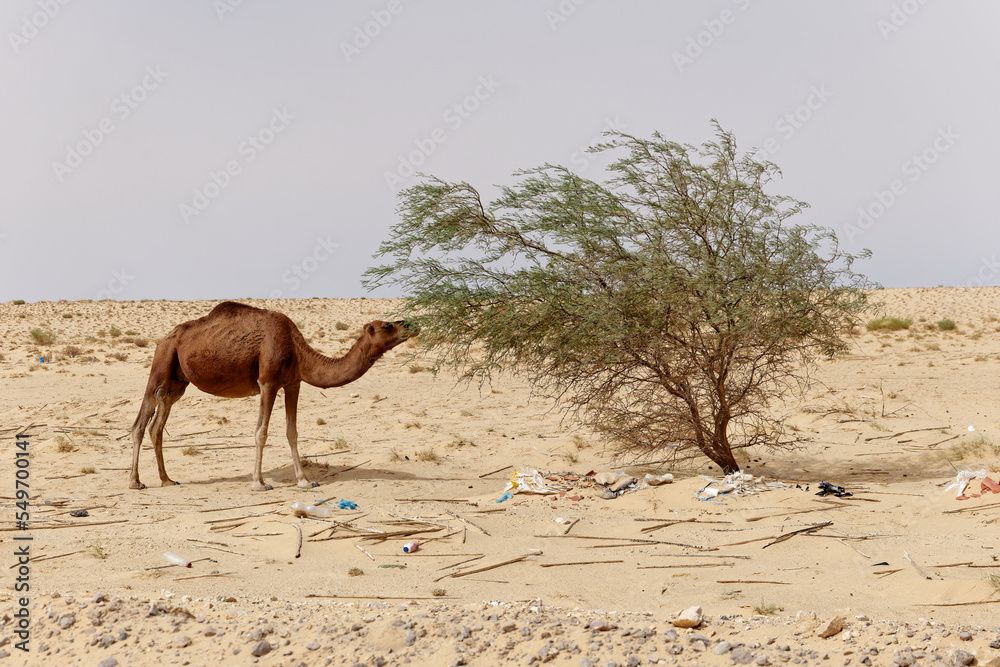 Camel in the desert eating leaves from the tree. Wild animals in their ...