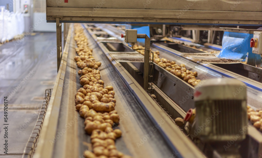 Potato conveyor line at the chips factory. Stock Photo | Adobe Stock