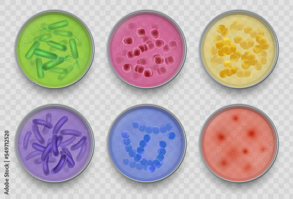 Bacteria gram. Various microorganism top views in petri dish ...
