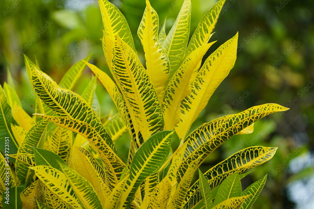 Codiaeum variegatum (fire croton, garden croton, or variegated croton ...