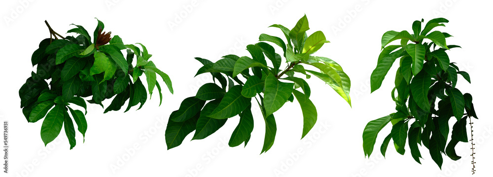 Plant leaves Green nature Tropical forest isolated on transparent ...