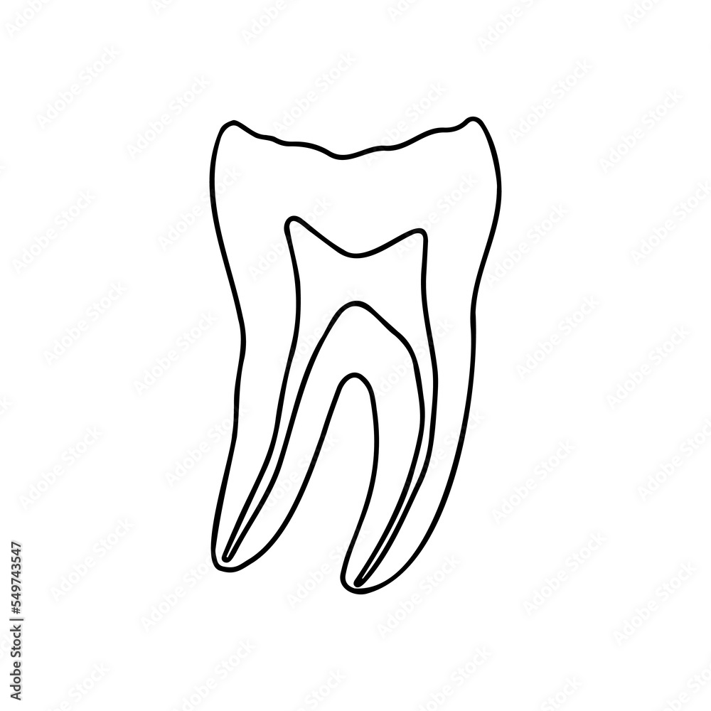 Cross section of a human tooth. Vector, outline, anatomical, hand drawn ...