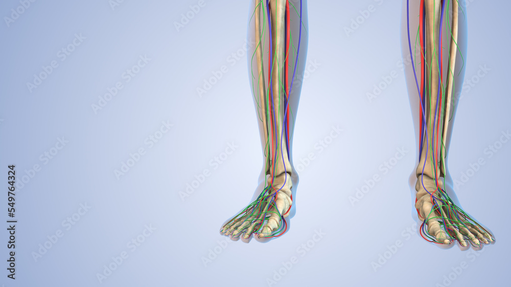 Human leg anatomy with skeleton, arteries,veins, nerves, and lymph ...
