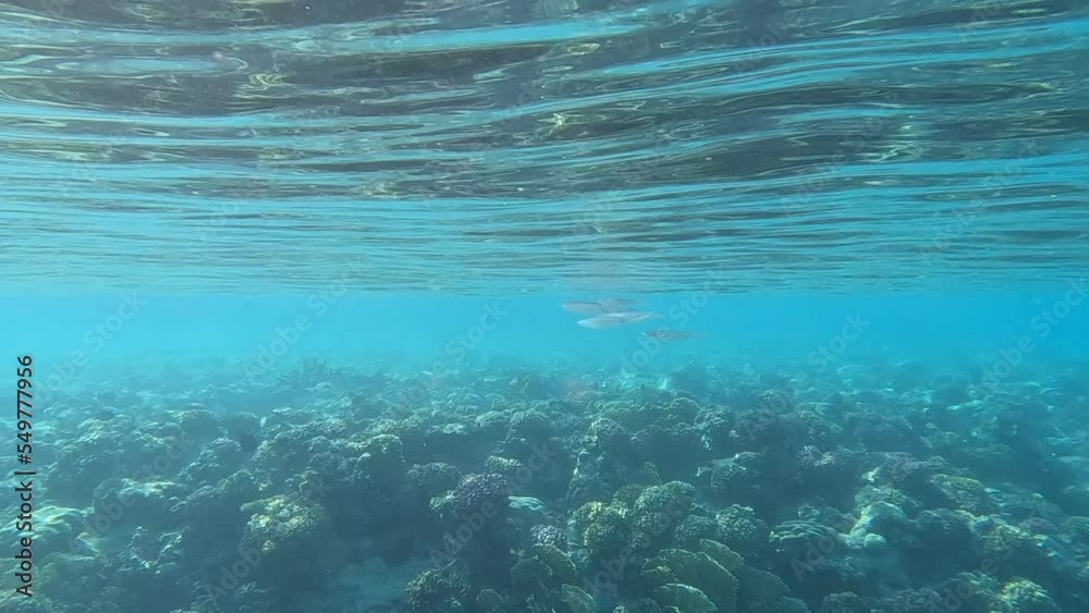 well camouflaged squid (Loligo vulgaris) swimming in blue shallow water ...