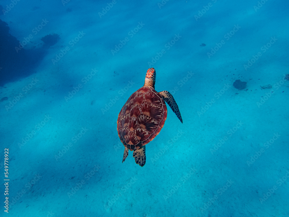Overhead view of a green sea turtle swimming in the shallow reef. Stock ...